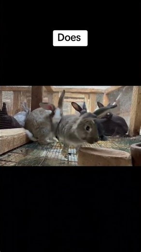 Pet bunnies #mycuterabbit #petrabbit #mybunny #kitengelarabbitry#rabbitsoftiktok #rabbitfarmingkenya