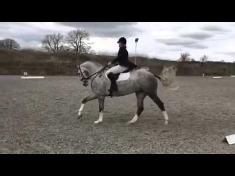 Prelim 7 Dressage Test