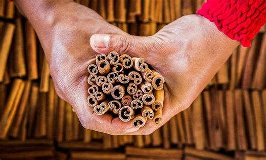 Cách thu hoạch quế không phải ai cũng biết