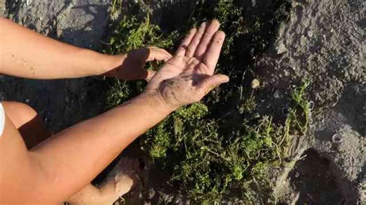 Netting Wild Pufferfish For My Aquarium