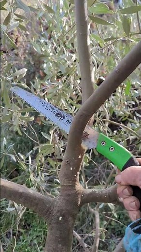Correct Way to Prune Olive Trees 🫒