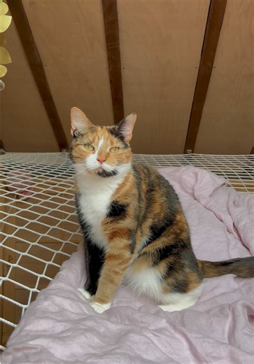 she gets to nap, watch the birds and be a demon spawn all at the same time ✨ #loftnet #calico #cattok #funnycat #whimsy