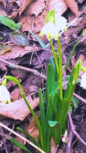 Spring Snowflake / Svatek Panen / Festival of Virgins #nature #mountainstreamsounds #snowflakes