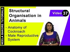 Structural Organisation in Animals | NEET | Anatomy of Cockroach - Male Reproductive System