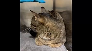 UPDATE: RESCUED https://www.facebook.com/officiallyresqpets ID 57655729 A sweet brown and black tabby, Melba would love to be the toast of someone special's home. She was found in Lumberton and is estimated to be 2 or 3 years old. According to shelter volunteers, cheek rubs and gentle pets definitely are the way to win this feline's heart. Melba is spayed, microchipped and up-to-date on all vaccines. She also has tested negative for FIV/FeLV. Come meet Melba, who's a bit shy now, and let her sho