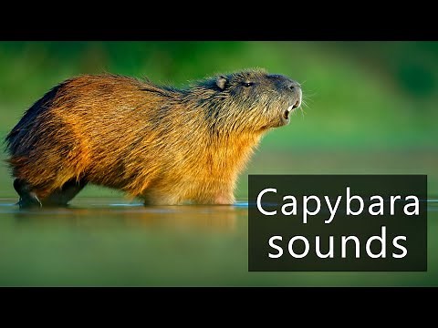 The surprising sounds of capybaras