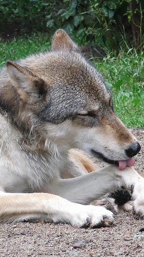 Various animals maintain their cleanliness through different grooming behaviors. For wolves, this can involve nibbling or biting at their fur to remove debris lodged deep within, licking specific areas to clean the surface of their coat, or wiping their faces on the ground or in the snow to clean their muzzles. Additionally, grooming in wolves has a social component known as mutual grooming. When one wolf grooms another, it helps reinforce social bonds and strengthen alliances within the pack. F