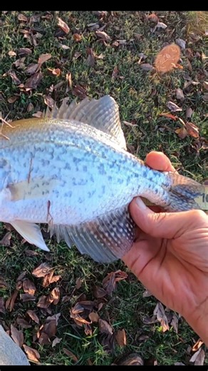 He'll be a good size next year 🎣