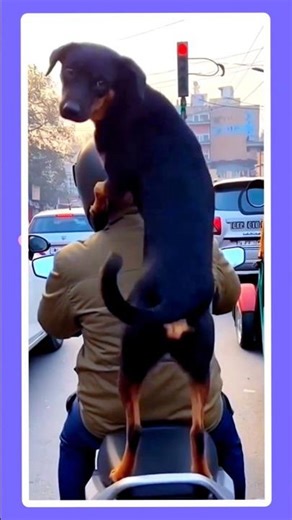 viral funny dog funniest shorts video 😂|#dog #pets #animals #goldenretreiver #funny #shorts #viral