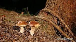 Chez la plupart des champignons, la sporulation (la production et la libération de spores) se fait bien avant que le carpophore (le “chapeau” du champignon) ne soit en fin de décomposition. En fait : Quand le champignon est frais et mature, ses lamelles, tubes ou aiguillons libèrent déjà des spores. La majorité des spores sont émises sur quelques jours, puis la production chute fortement. Une fois que le champignon commence à se dégrader (flétrissement, pourriture), il a souvent déjà terminé son