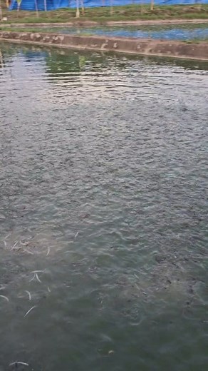 Feeding our fingerling @ pond 10 @ 47k pcs & pond 11 @ 44k pcs nasa 15days pa lang simula pag load. At very healthy guys. #followers #followersreels #feedinghitofingerlings #qualityfingerlings | Churchill Ortega