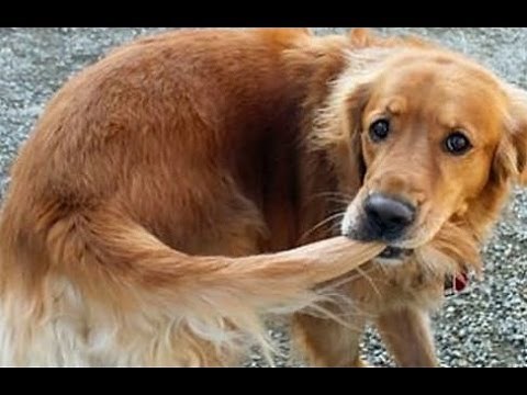 Funny Dogs Chasing Their Tails Compilation 2014 [NEW]