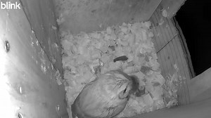 In this video, the screech owl appears to have had a successful hunt, bringing what looks like a mouse back to the nest box to cache for later. Owls are incredibly effective natural rodent control. A single Eastern Screech Owl can eat hundreds of mice each year, helping keep rodent populations in check without the need for harmful poisons. Encouraging owls in your area—by preserving habitat or installing nest boxes—supports a healthier, more balanced ecosystem. | Northern Hatfield Wildlife