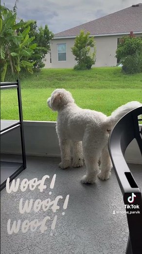 Love the loud bark ❤️#labradoodles #puppylove #doodle #barking