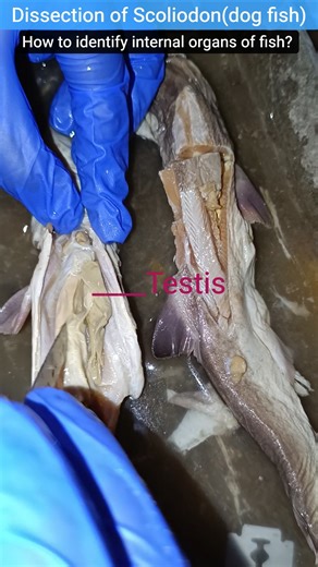 #Dissection of Fish internal organ🐟 #practical #biology #trending #shorts #viral #study #bsc #msc