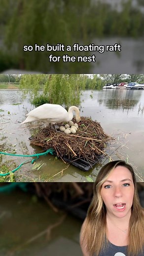 A swan tried and failed for a decade to become a mother, and a man known as the “swan man” made it his mission to make sure she finally had a family of her own. 🦢 Rob Adamson has made a name for himself because of his passion for the wildlife that lives around his boat, his ability to build relationships with them from afar, and his talent for capturing heartwarming moments with his photography. 📸 Rob Adamson / Jones Boatyard #swan #cygnet #wildlife #cutewildlifevideos #babyswan #wildliferescu