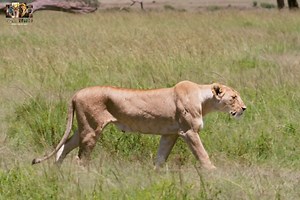 Big Cat Story - [ हिन्दी डाक्यूमेंट्री ] Part 35 , #nature #animals #documentary #discovery #wildworlddocumentary | Wild World