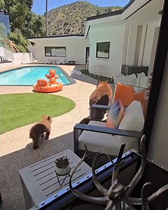 271K views · 4.2K reactions |  So cute! These two bear cubs weren't too sure about taking a dip in a pool with their mama. | 12 On Your Side | Facebook