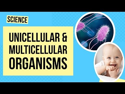 Unicellular and Multicellular Organisms | Science Lesson
