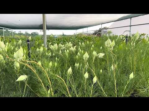 Blushing Bride plants in the Shade House