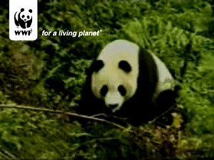 Giant panda