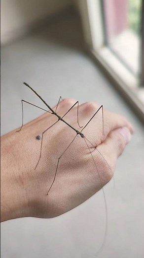 踊るナナフシ Dancing Stick Bug #ナナフシ #stickbug #昆虫