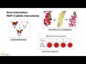 Allelic or Intra- allelic Interactions | Gene Interactions
