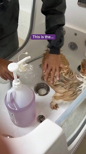 #1 All Systems PH on TikTok