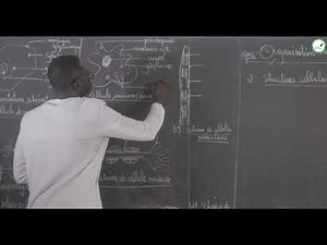 Course - First - SVT: Cell organization / Animal cellular structures / M. BEYE