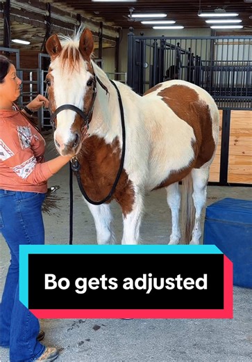 Bo the Senior Gelding Receives Chiropractic Adjustment
