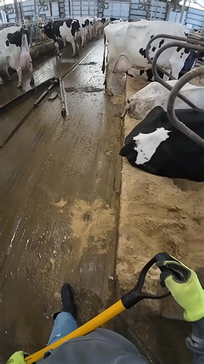 Gregorich Farms on Instagram: "Cleaning the crossway and pushing manure so the scraper catches it next time. #dairyfarming #farming #fblifestyle #farmlife"