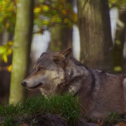 Power & Grace: Stunning Wolf Close-Up