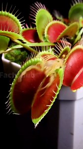 1M views · 9.4K reactions | Venus flytrap plant 勞 #shorts #facts #viralreelsfb #Amazing #venusflytrap #plants | Facts Hub | Facebook
