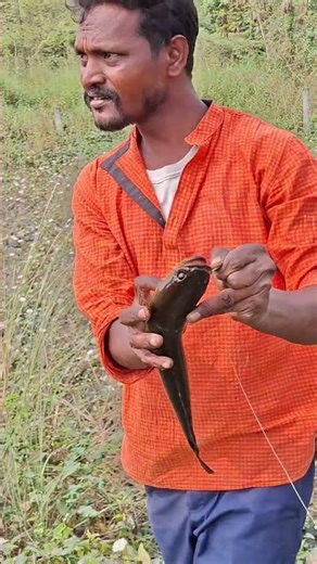 Snakehead fish Catching
