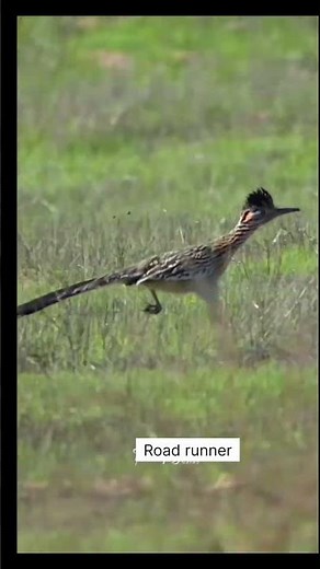 Speed Demon of the Desert! 🏜️ Roadrunner in Action!”