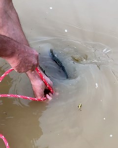 Man manages to save a turtle that was stuck in pond's overflow pipe! | Creative Bee