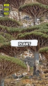 1.3K views | Socotra Island: Earth's Alien Paradise  ​ Wait, are we...