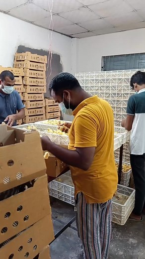 Chicks sorting.. #chicks#sorting #poultry #hatchery | Abdur Rahman Sarkar