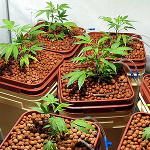 [Hot Item] Expanded Clay Pebbles 8-12mm