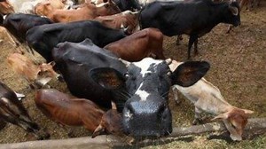 Mysterious Cow Death: जीभ निकली थी, खून नहीं बहा था… इस राज्य में कटे-फटे हाल में मिलीं छह गाय, रहस्यमय मौत से हर कोई हैरान