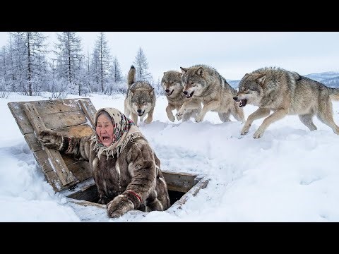 80-Year-Old Widow Lives In A Shelter And Escapes From A Pack Of Wolves | Yakutia Extreme Survival