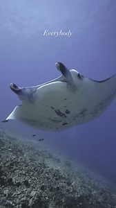 32K views · 920 reactions | Manta ray encounters are one of the most magical moments you can have underwater—graceful giants with wingspans up to 23 feet, gliding effortlessly through the blue. From cleaning stations to moonlit feeding frenzies, diving with mantas is pure ocean magic. If it's not already on your dive bucket list... it should be.  Have you had your manta moment yet? | PADI | Facebook