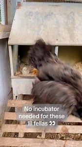 First time hatching chicks the “old fashioned” way was a success! Momma hen couldnt have done a better job 🩵🩵 #backyardchickens #hatchingeggs #mommahen #broodyhen #backyardfamilyfarm #growyourownfood #eggcollecting #fyp #hatchingeggs #chooks #dallaschickens #backyardchickens #bantamchicken #broodyhen | chic chicken