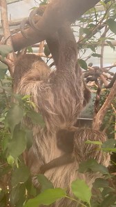 🦥Baby sloth update 🦥 Newborn two-toed sloths use the stomach of their mother as a cradle and are well camouflaged in their fur so it can be quite difficult to spot them. Why not come along this bank holiday weekend to see if you can spot our new arrival? Plan your adventure today: www.belfastzoo.co.uk | Belfast Zoo