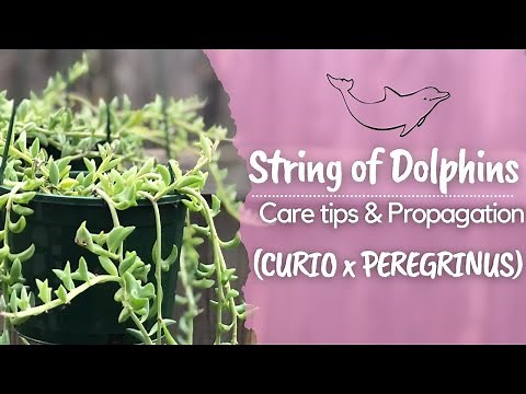 STRING OF DOLPHINS Care Tips & Propagation (Curio x Peregrinus)