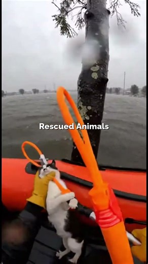 Incredible Animal Rescues During Floods by Brave First Responders 🐾🚣‍♂️🌊
