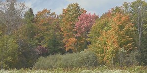 Monthly Weather Review