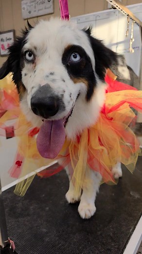 Handsome fella 😍 💙 | Kimberly's Groom Room in Azle, Tx