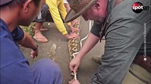 Giant python: This snake breaks records