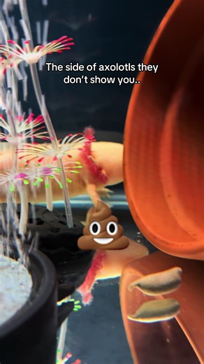 The Surprising Reality of Axolotl Waste